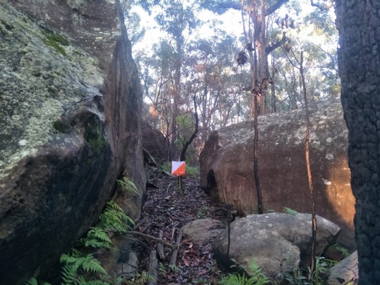 2024 NSW SCHOOL ORIENTEERING CHAMPIONSHIPS – FOREST